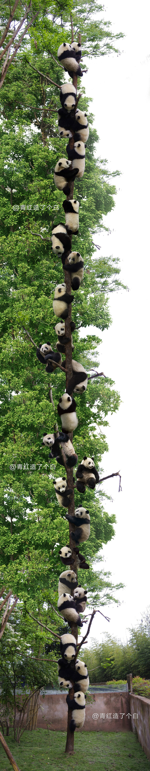 panda tree - MyConfinedSpace