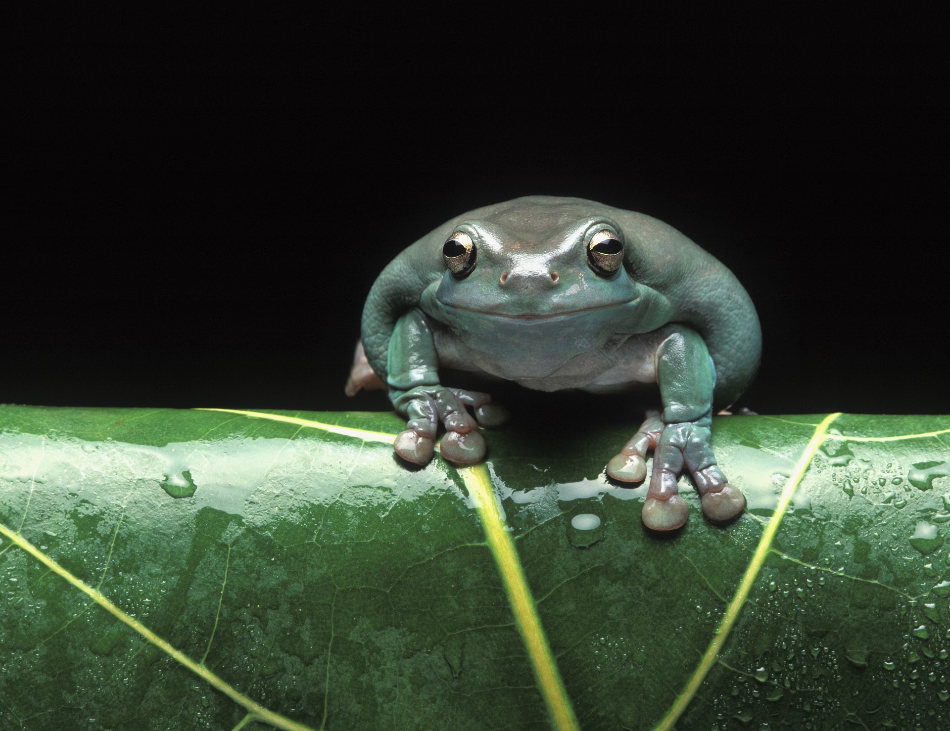 teal frog - MyConfinedSpace