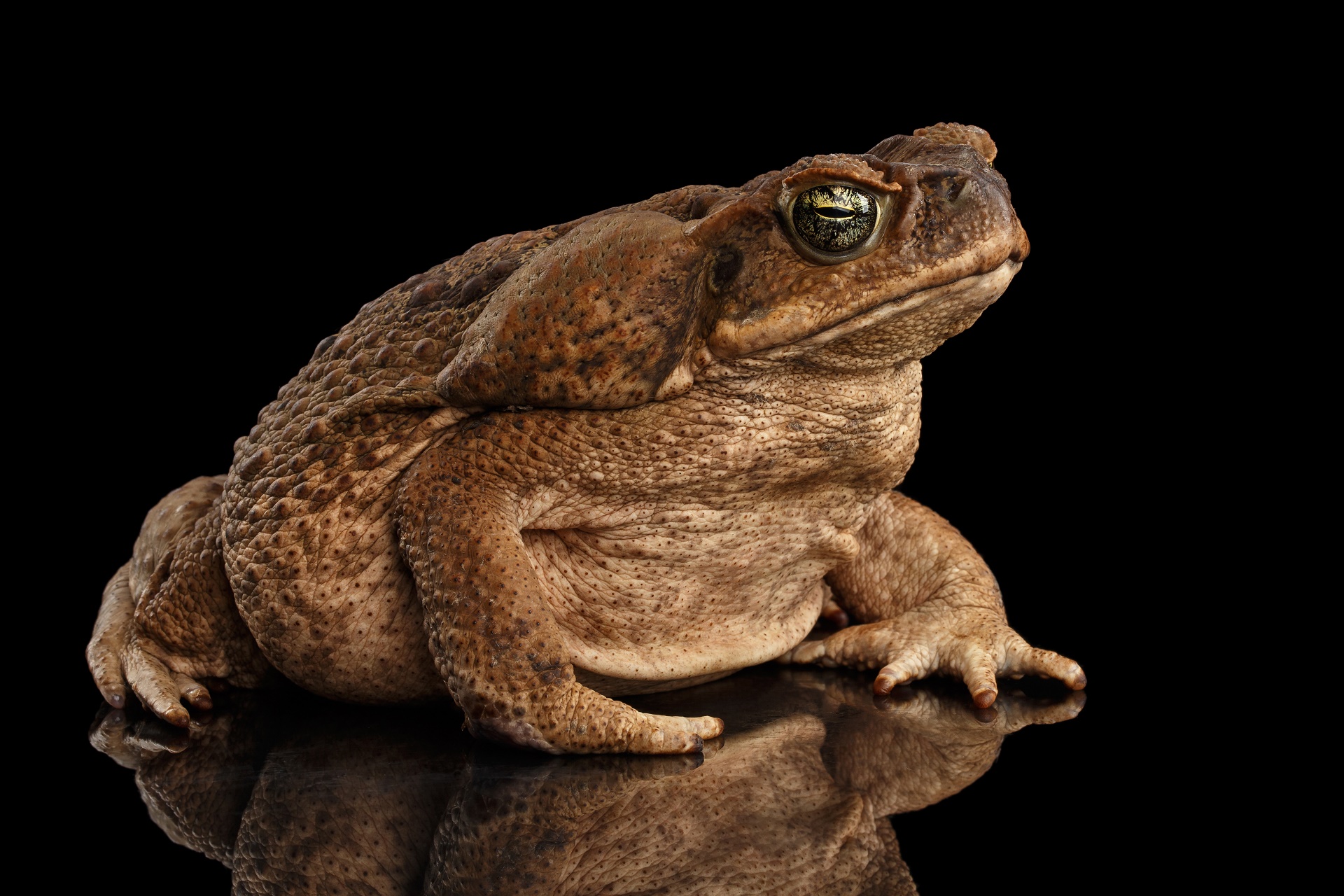 toad profile - MyConfinedSpace