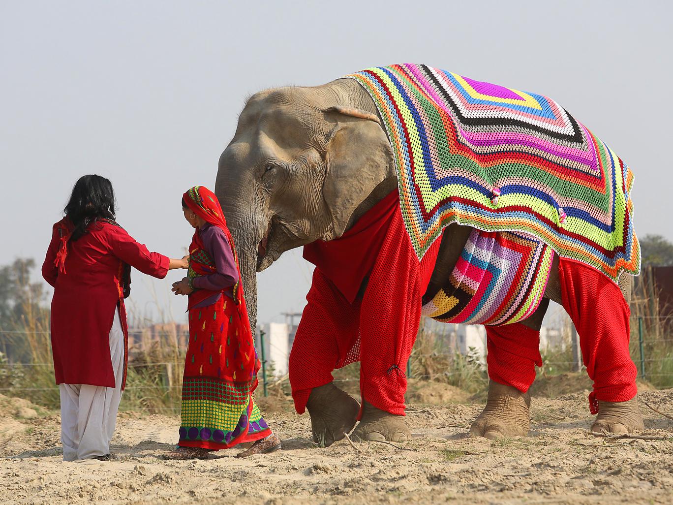 well dressed elephant - MyConfinedSpace