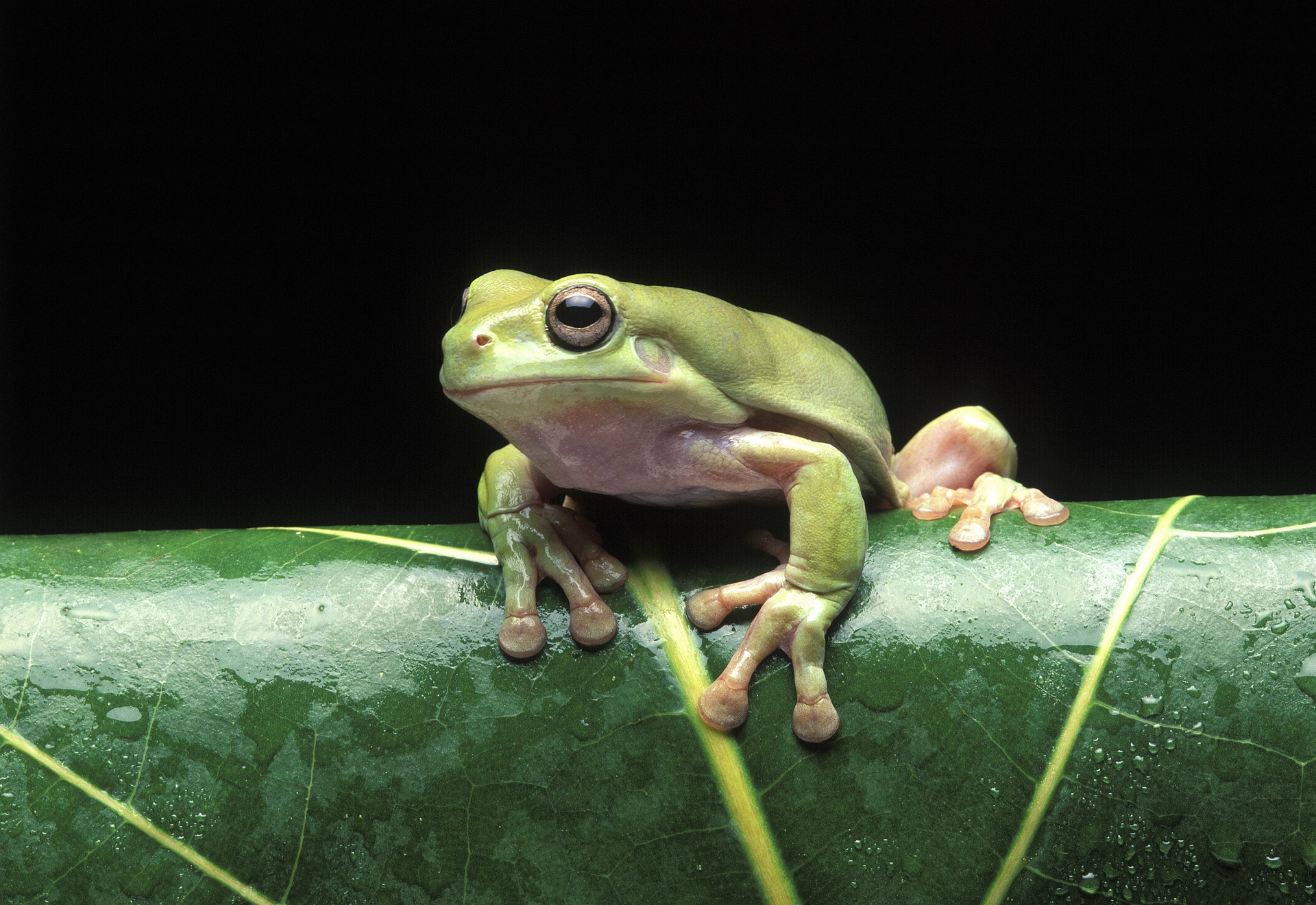 yellow green frog - MyConfinedSpace