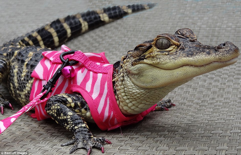 Pet Gator - MyConfinedSpace
