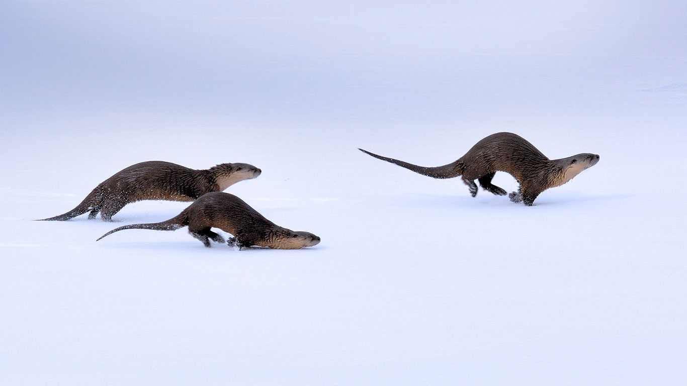 Running River Otters - MyConfinedSpace