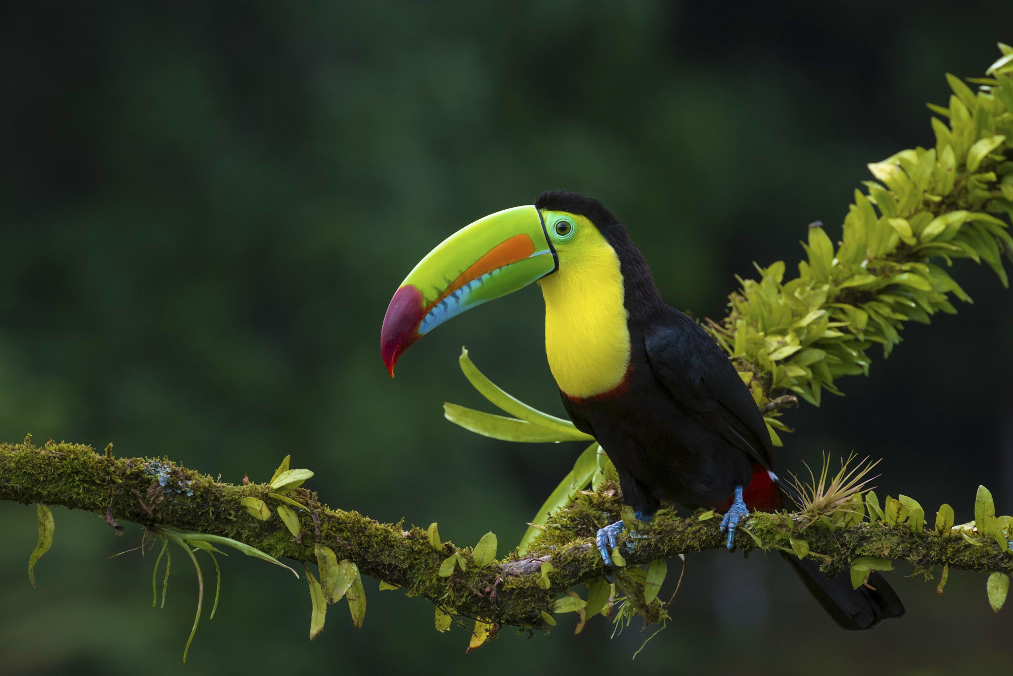 Colorful Bird - MyConfinedSpace