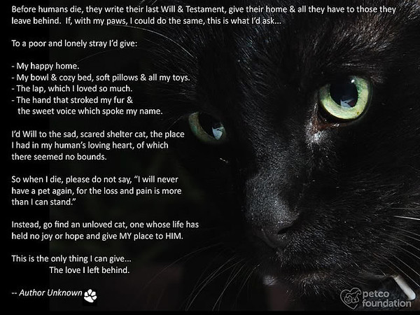 Dead Cat Poetry | MyConfinedSpace