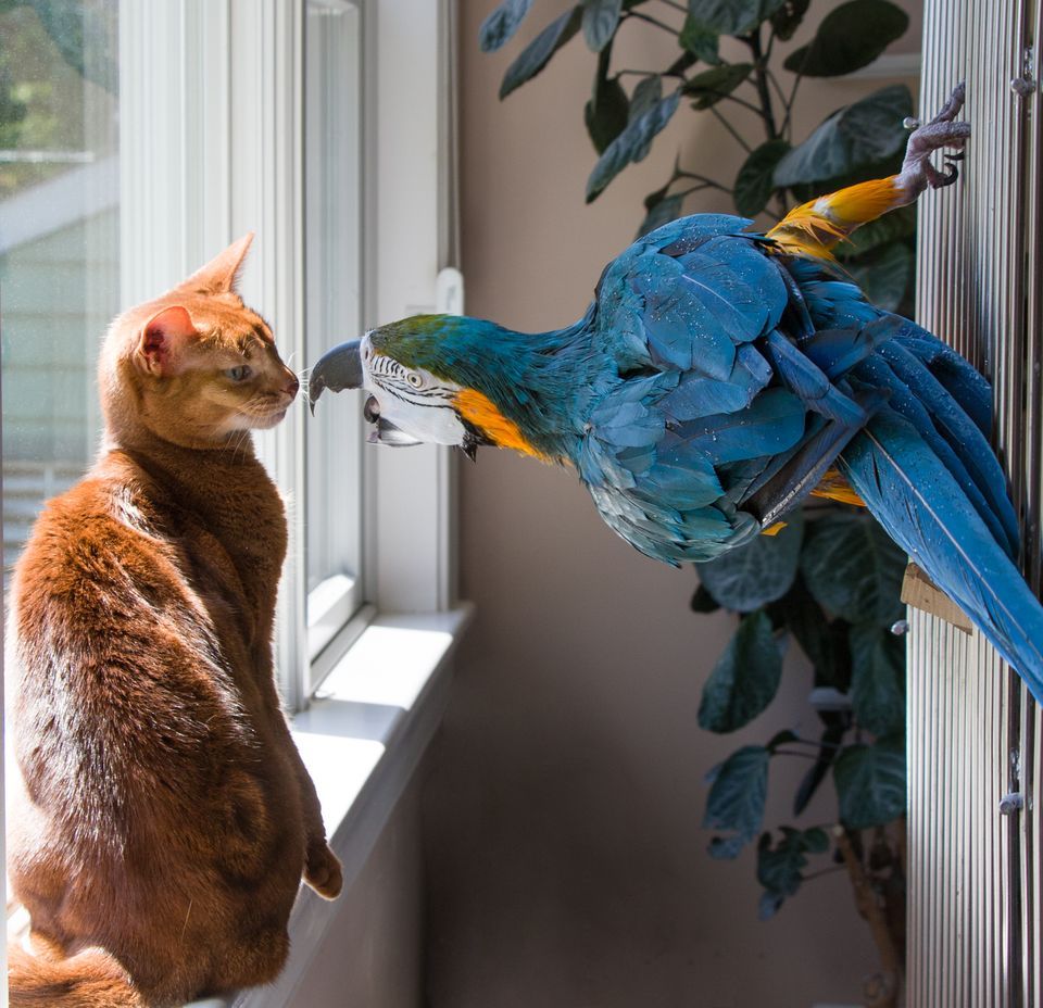 I welcome our new parrot overlords First they start with the cats ...