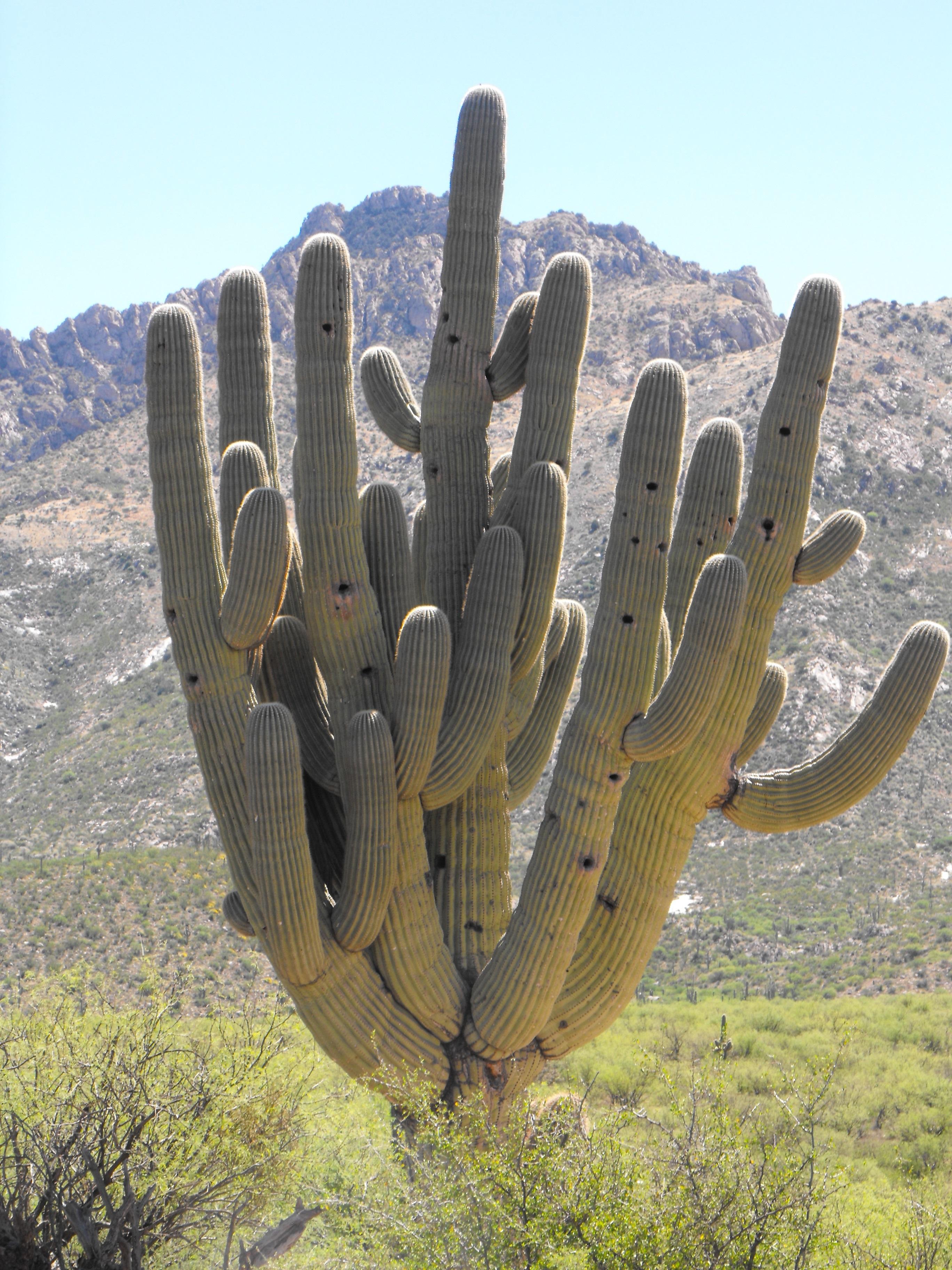 500 years old cacti - MyConfinedSpace