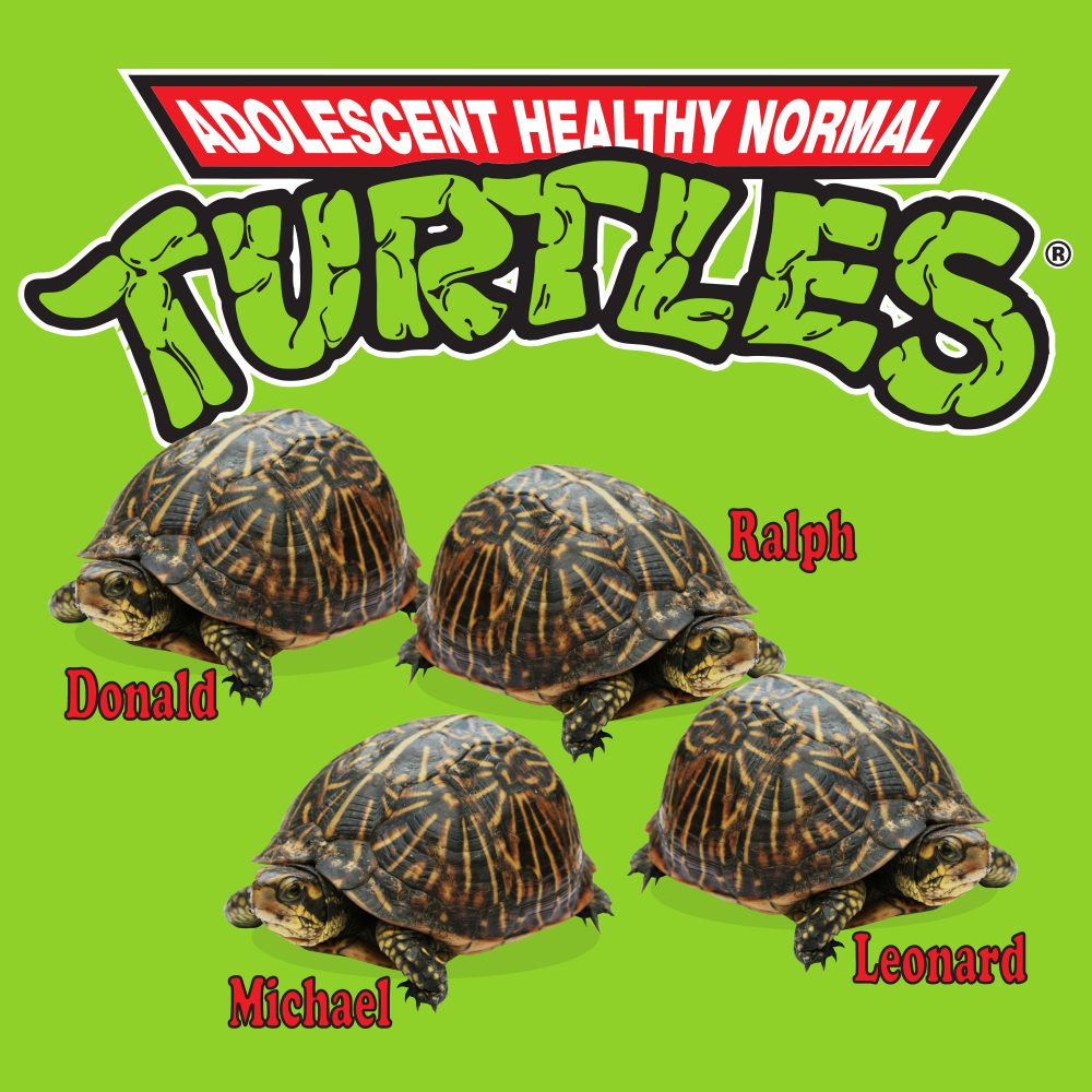 Adolescent Healthy Normal Turtles - MyConfinedSpace