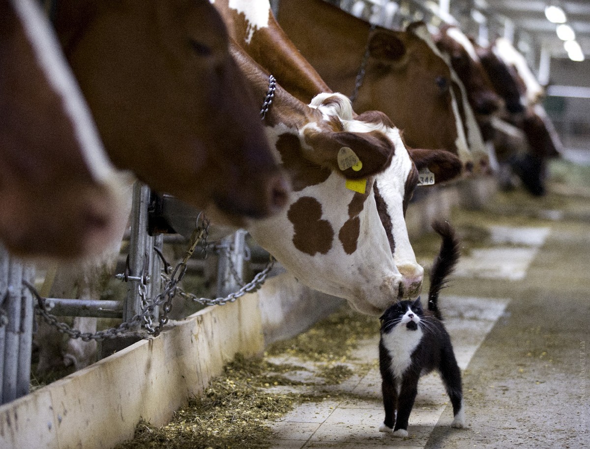 Cows and Cats are friends - MyConfinedSpace