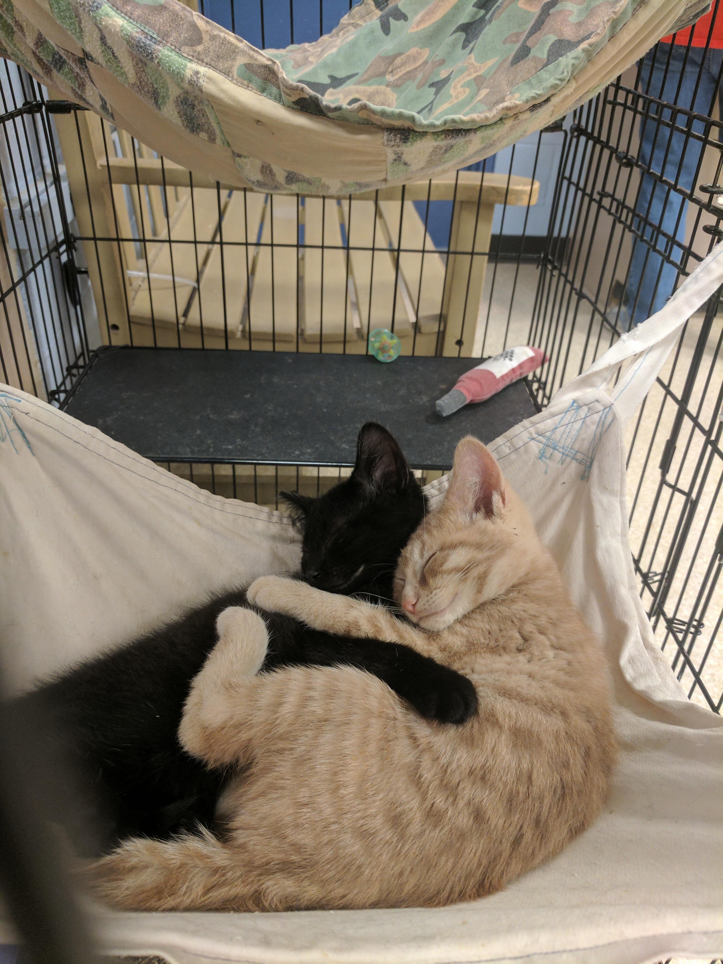 Cuddle Cats - MyConfinedSpace