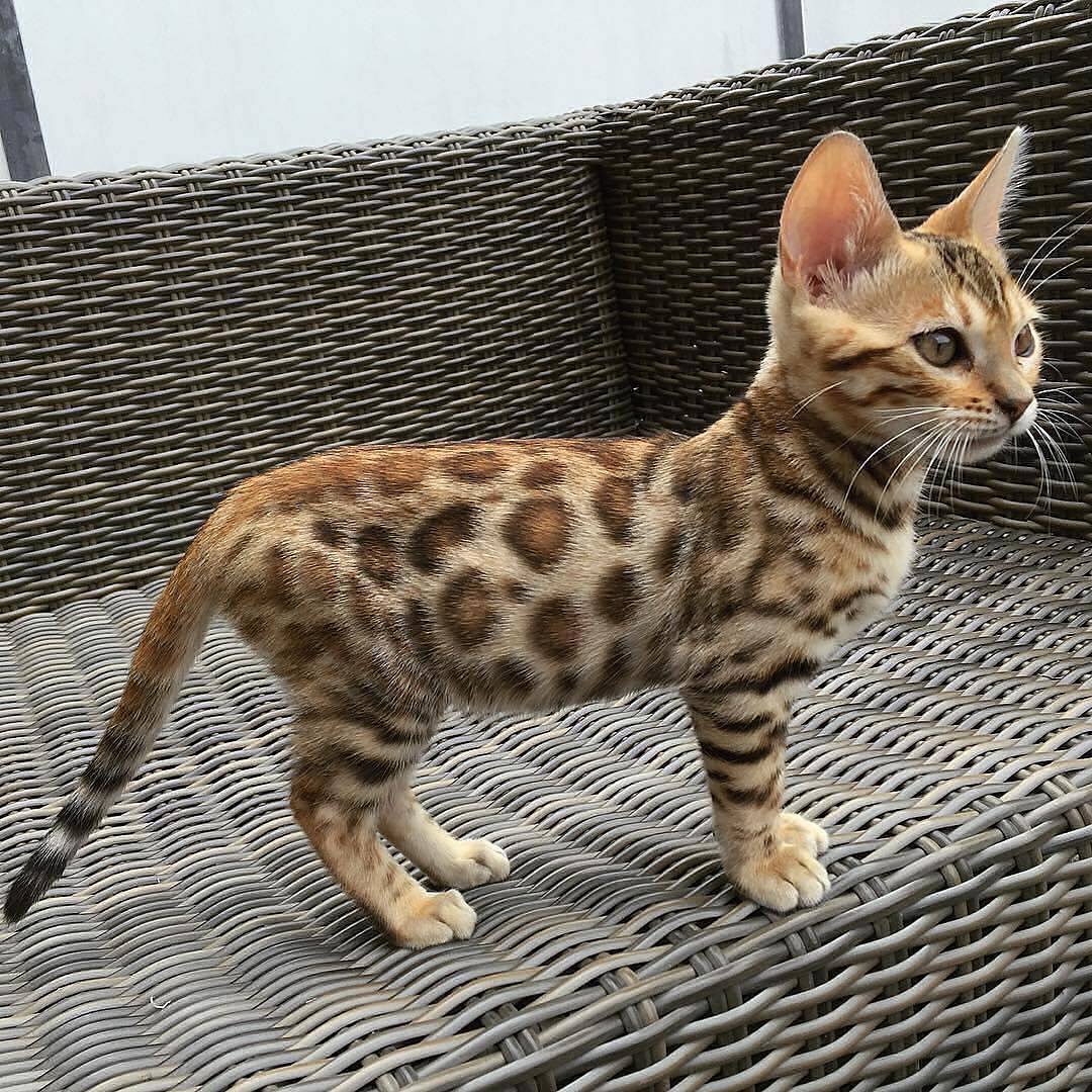 leopard kitty - MyConfinedSpace