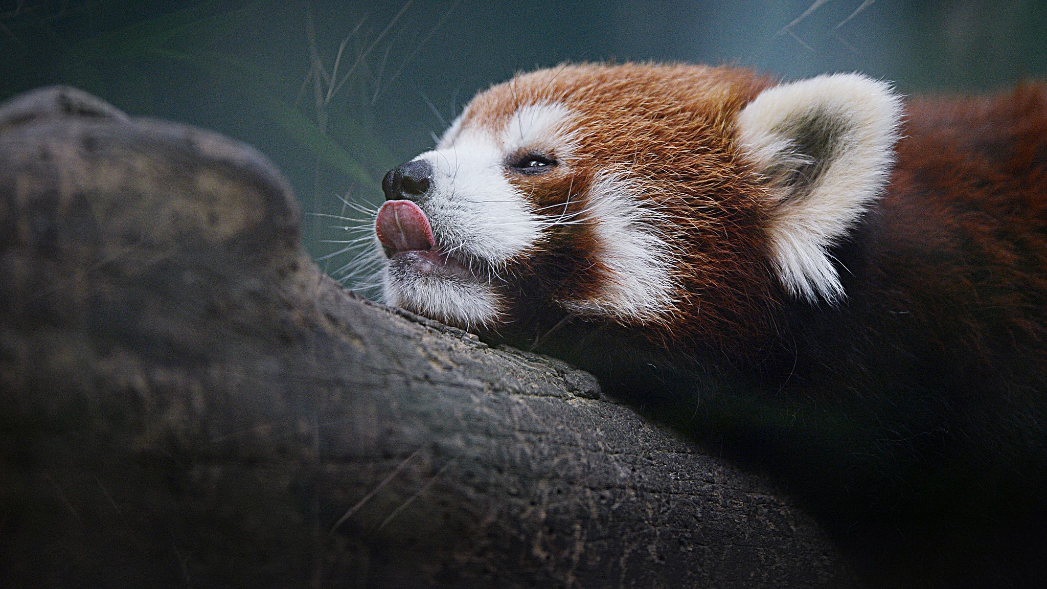 licking red panda - MyConfinedSpace