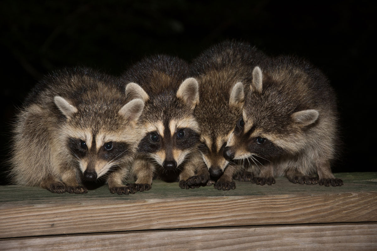 Raccoon Family - MyConfinedSpace