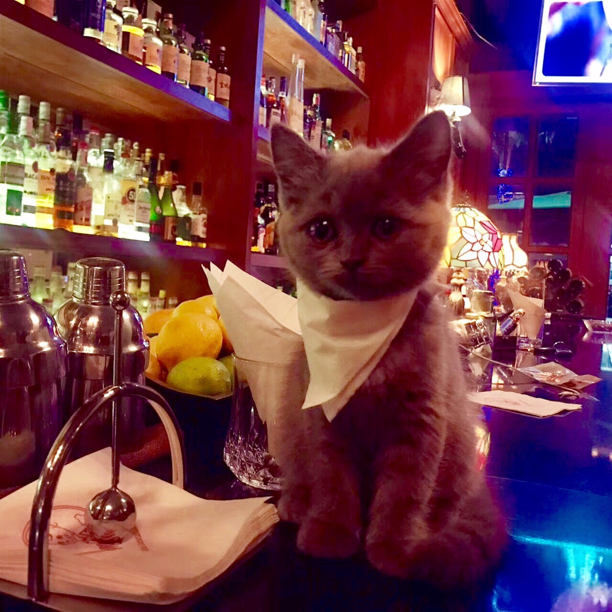 Bar Cat - MyConfinedSpace