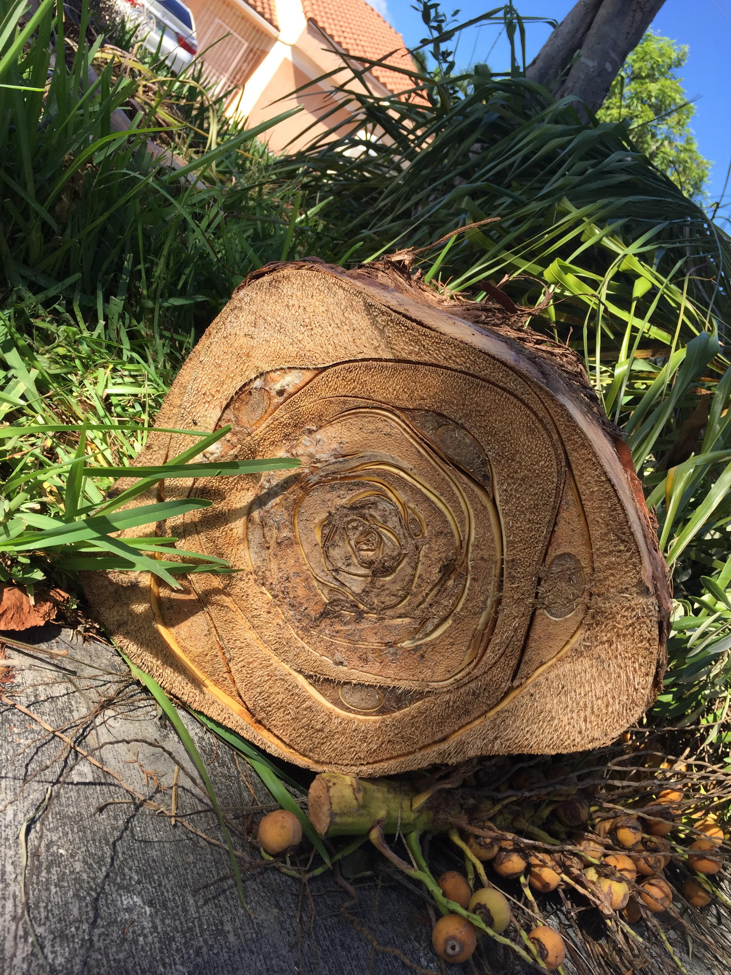 The rings of this chopped down palm tree - MyConfinedSpace