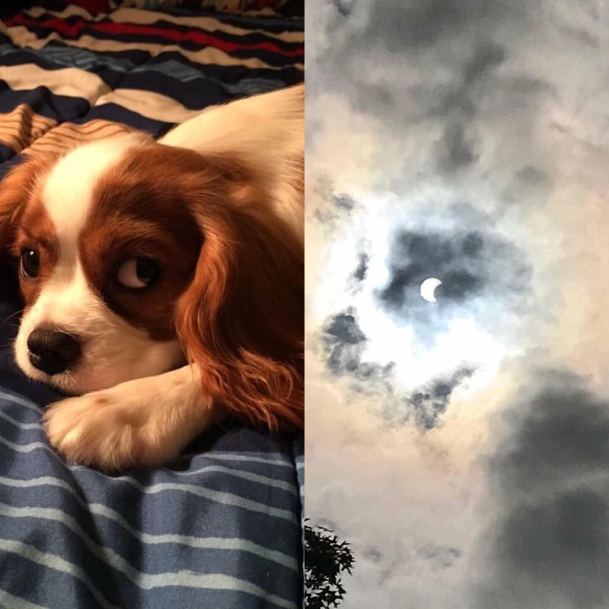 When your dog looks like the solar eclipse - MyConfinedSpace