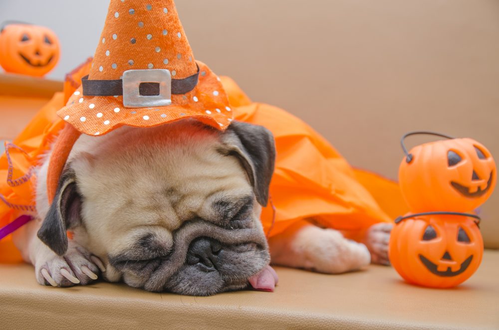 Sleepy Spooky Pug - MyConfinedSpace