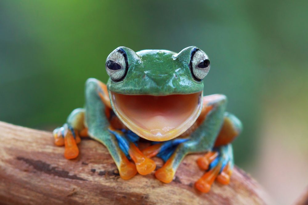 Happy froggy - MyConfinedSpace