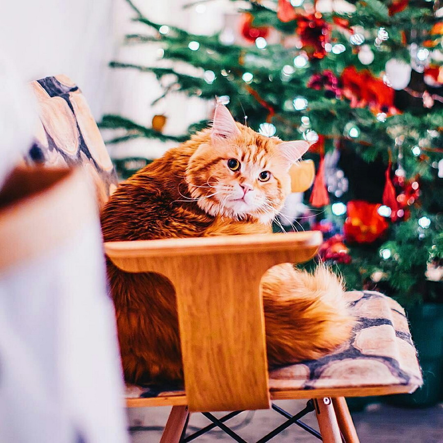 Christmas Fat Cat - MyConfinedSpace