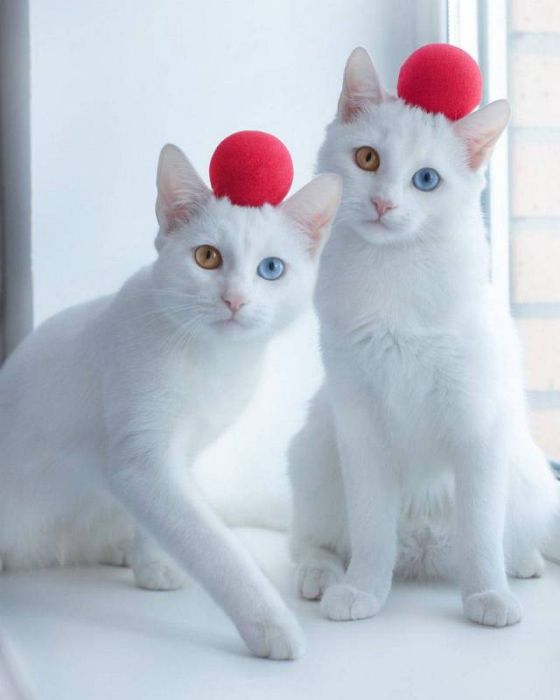 Ball Cats - MyConfinedSpace