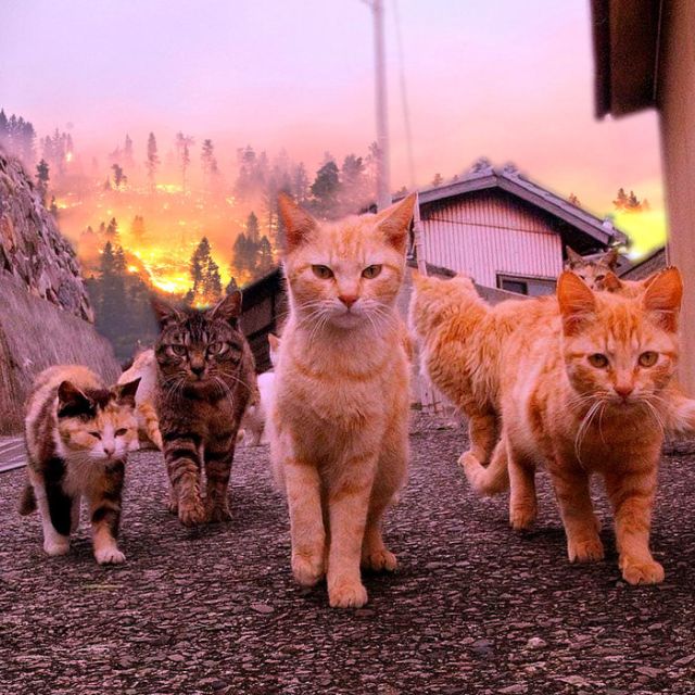 Fire Cats - MyConfinedSpace