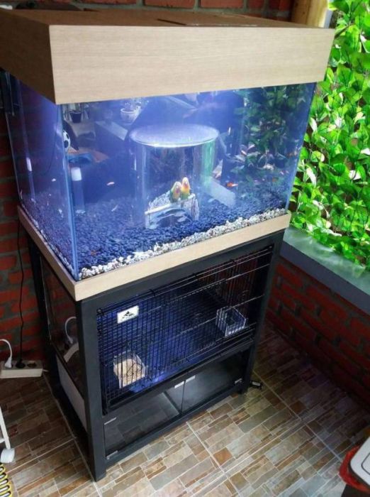 fish bird cage - MyConfinedSpace