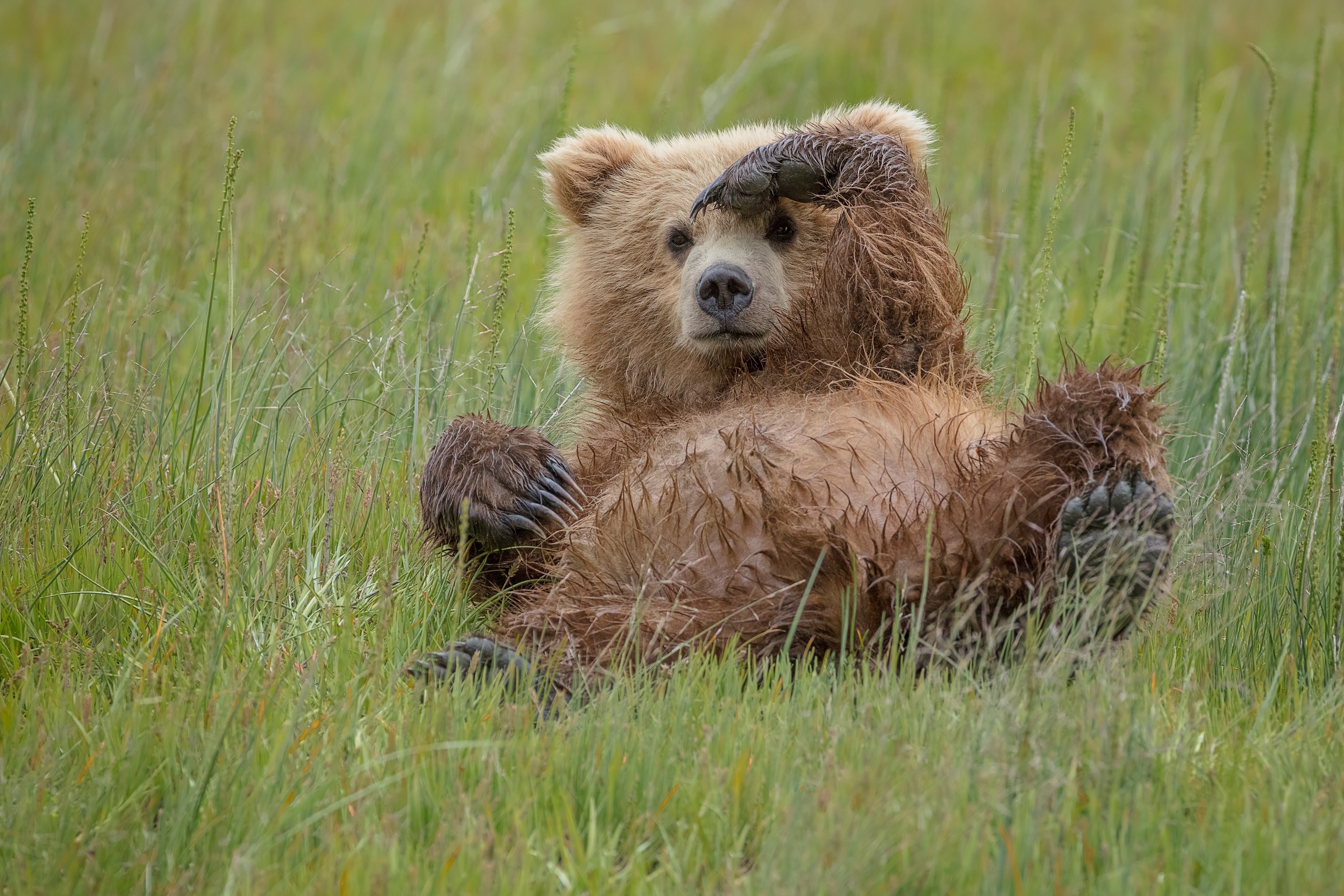 Bear Bear Resting - MyConfinedSpace