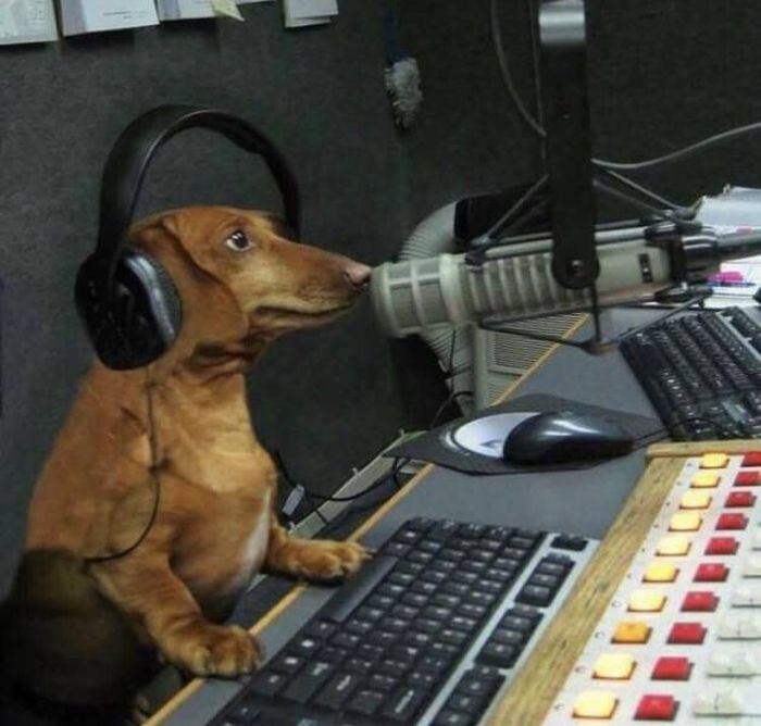 DJ Dog - MyConfinedSpace