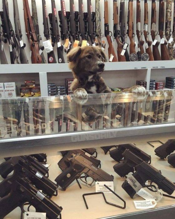 Gun Shop Dog - MyConfinedSpace