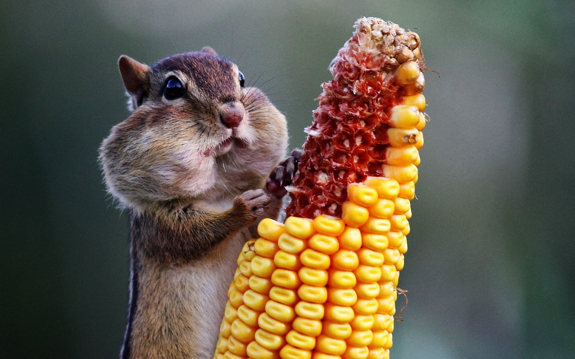 Corn Squirrel - MyConfinedSpace