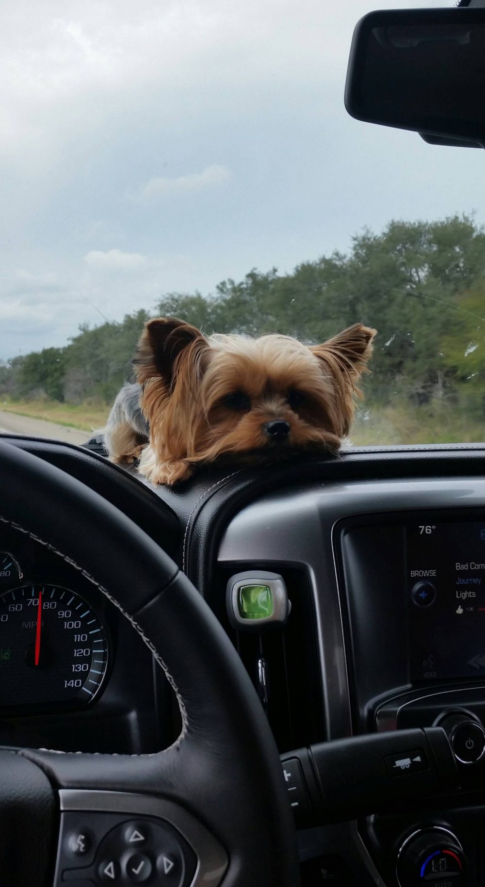 Dash Dog - MyConfinedSpace