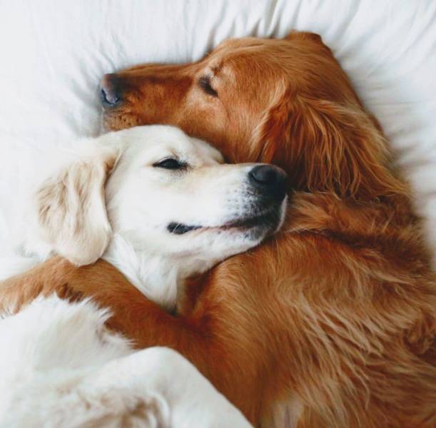 doggy cuddles - MyConfinedSpace