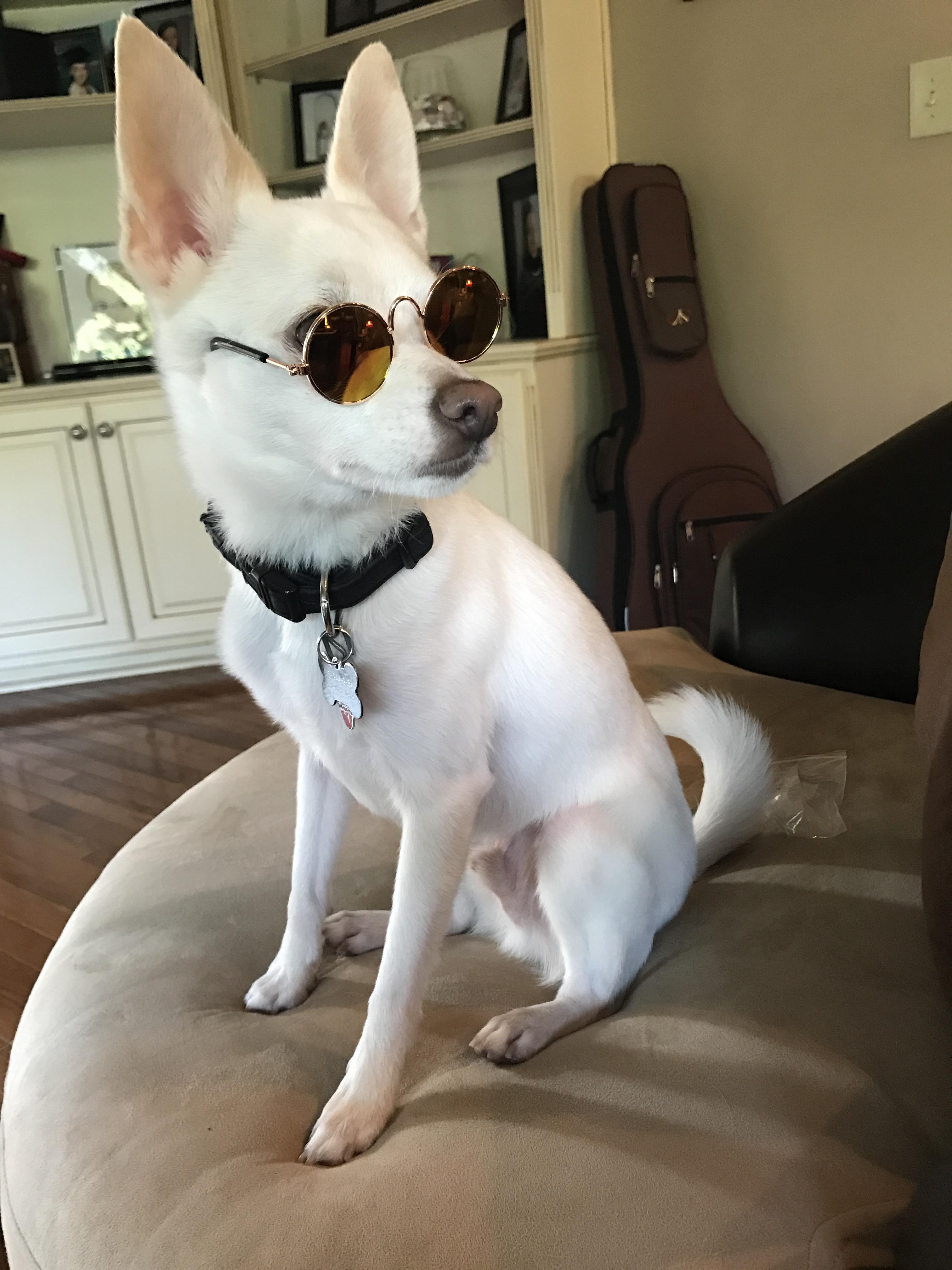 Seriously Cool Dog - MyConfinedSpace