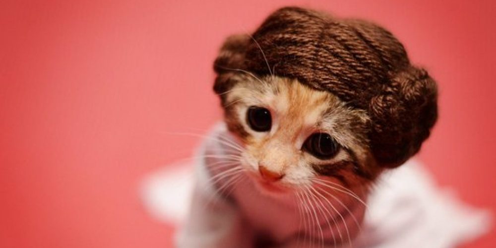 yarn princess leia cat - MyConfinedSpace