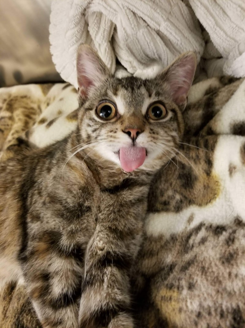 blepping cat - MyConfinedSpace