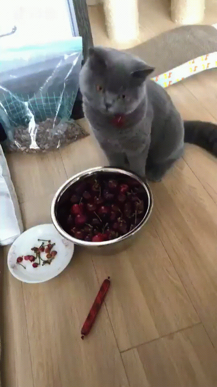 Cherry Cat - MyConfinedSpace