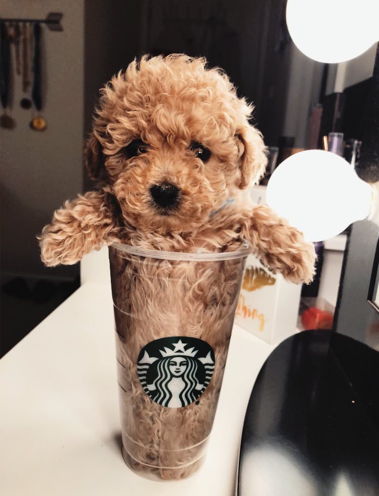 coffee dog - MyConfinedSpace