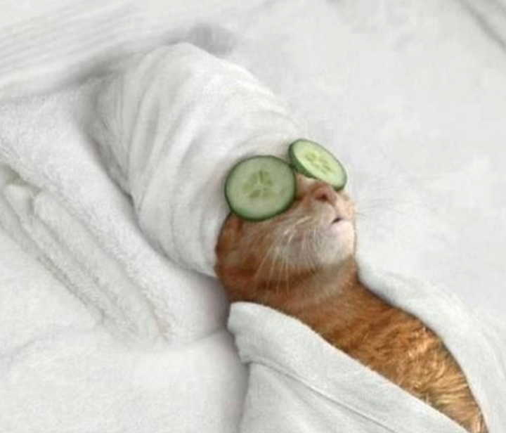 cucumber cat - MyConfinedSpace