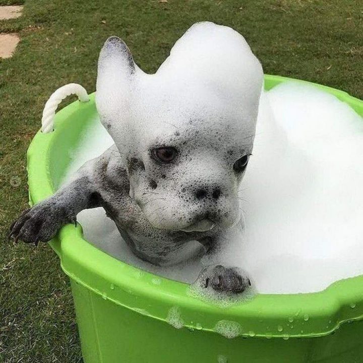 groot dog - MyConfinedSpace