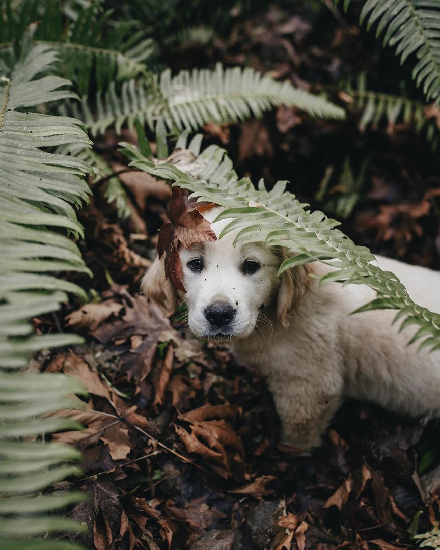 leaf dog - MyConfinedSpace MyConfinedSpace