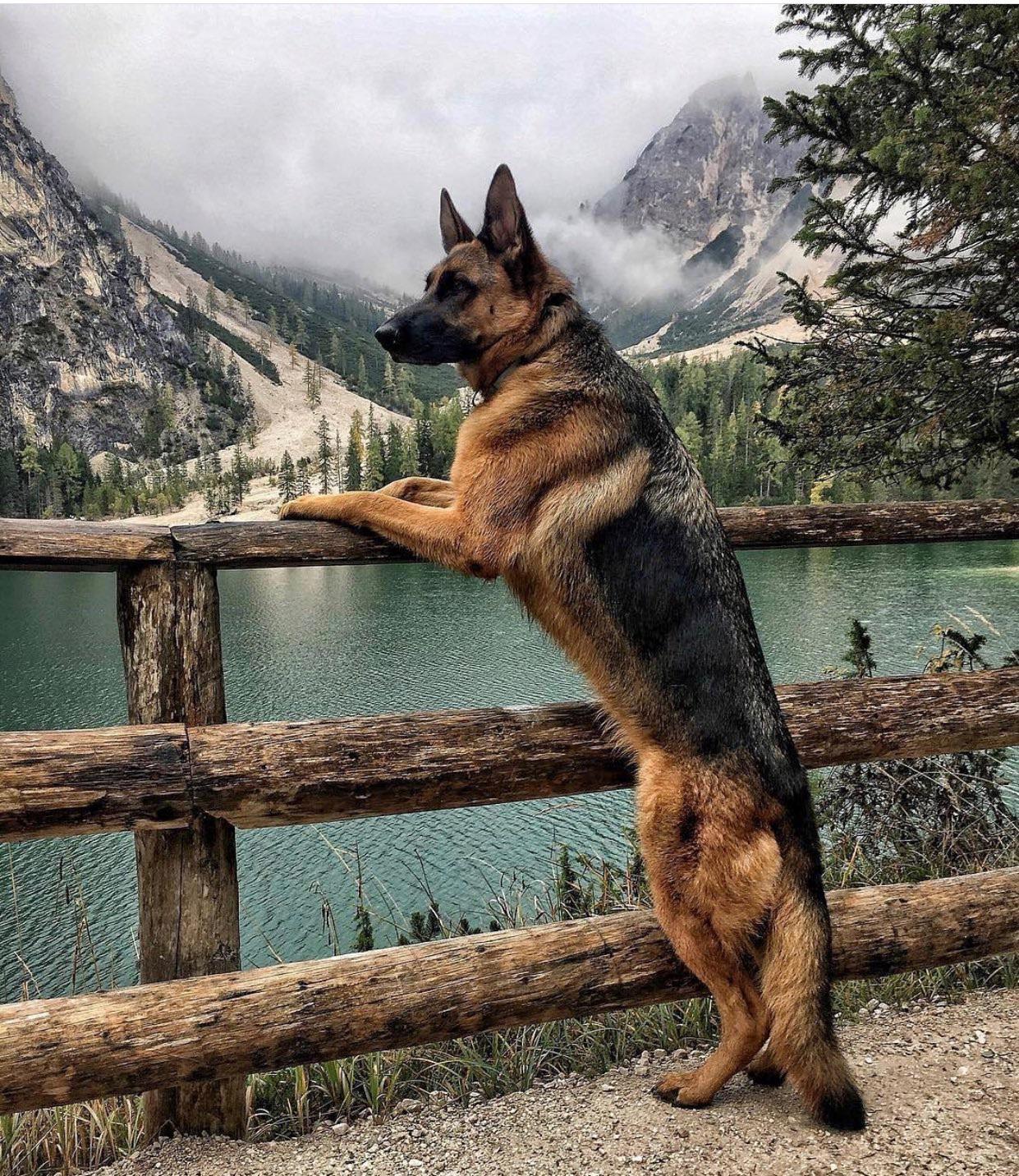 Majestic Dog - MyConfinedSpace