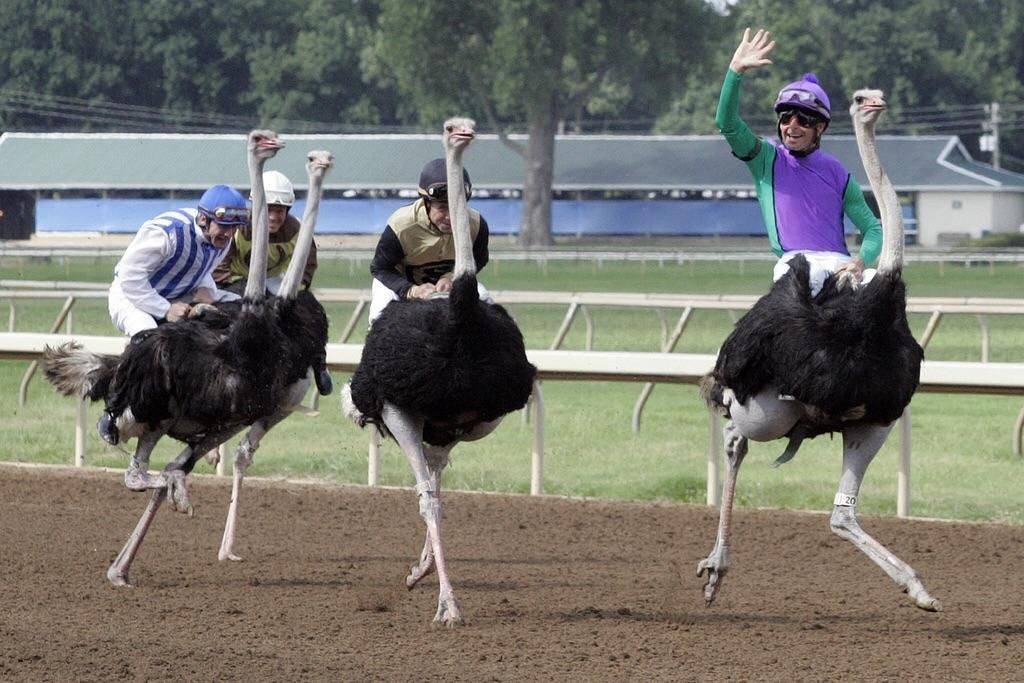 ostrich racing - MyConfinedSpace