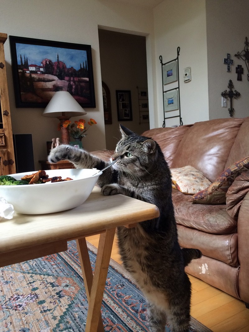 sneaky cat - MyConfinedSpace MyConfinedSpace