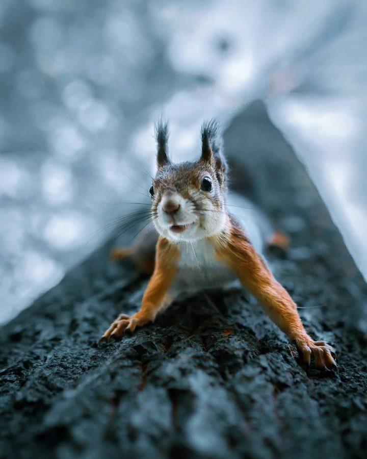 squirrel attack - MyConfinedSpace