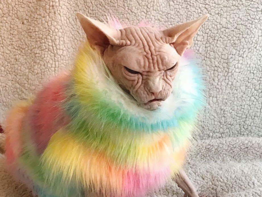 Angry Color Cat - MyConfinedSpace