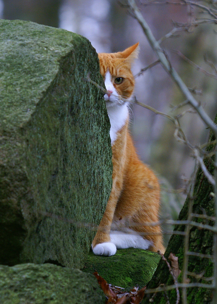 Fraidy Cat - MyConfinedSpace