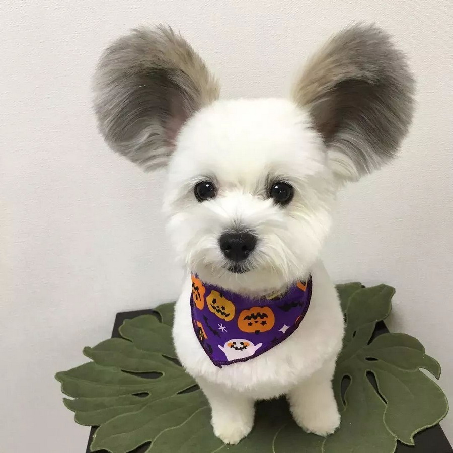 cute pup - MyConfinedSpace