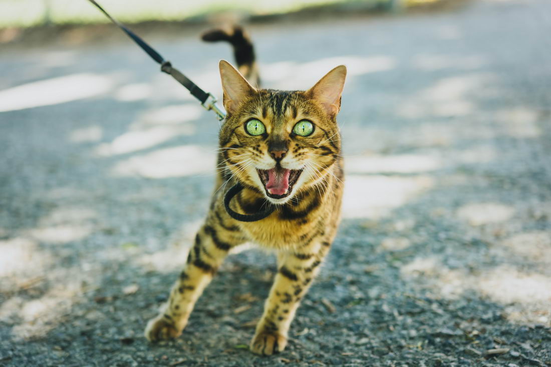 freaked out cat - MyConfinedSpace