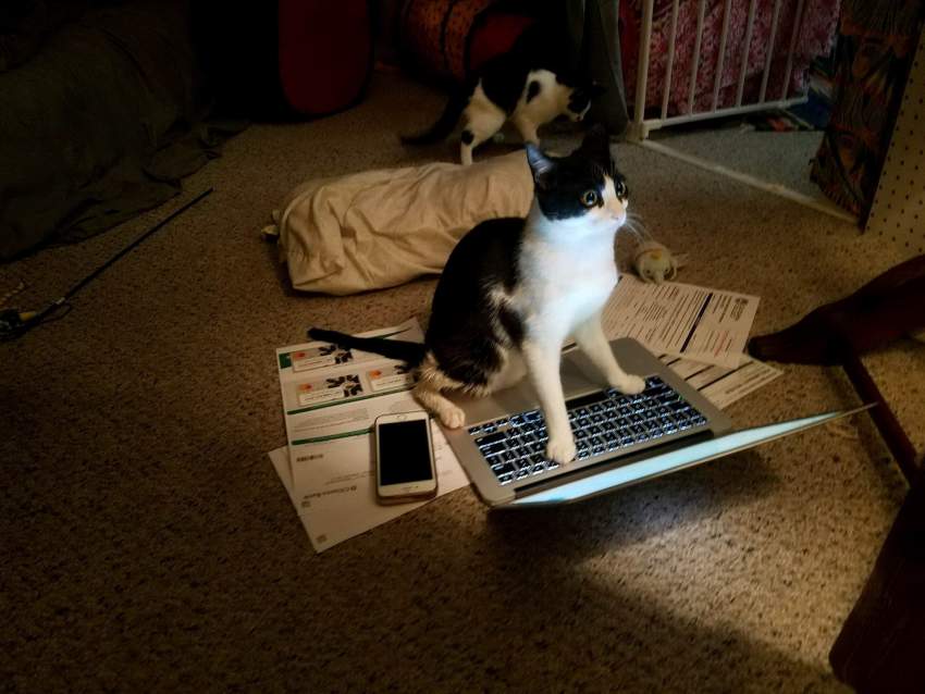 freaked out laptop cat - MyConfinedSpace