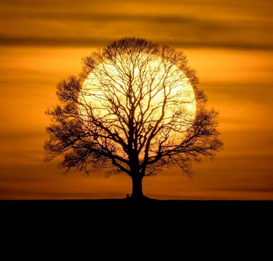 sunset tree - MyConfinedSpace